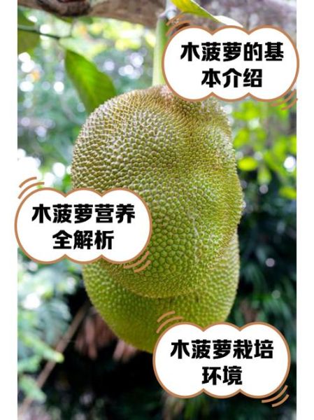 木菠萝的功效与作用_木菠萝怎么吃不上火-第3张图片-山城妙识