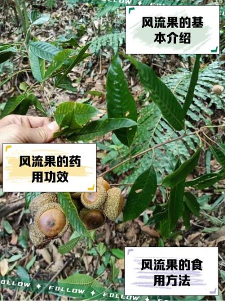 风流果的功效与作用_风流果怎么使用-第3张图片-山城妙识