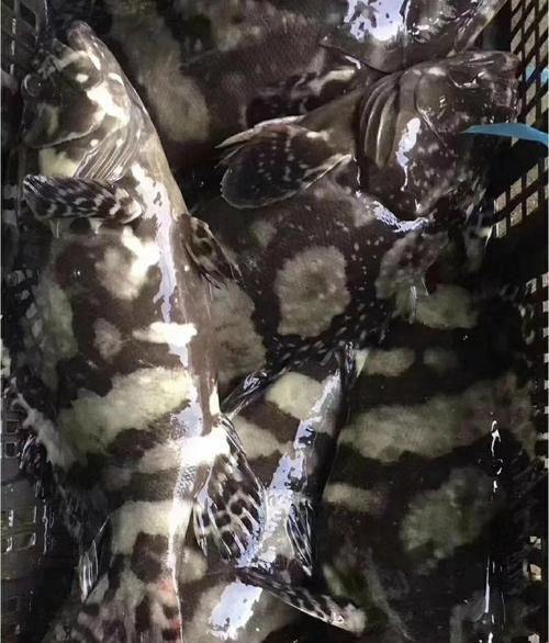 清蒸6斤石斑鱼要多久_清蒸石斑鱼做法步骤-第1张图片-山城妙识