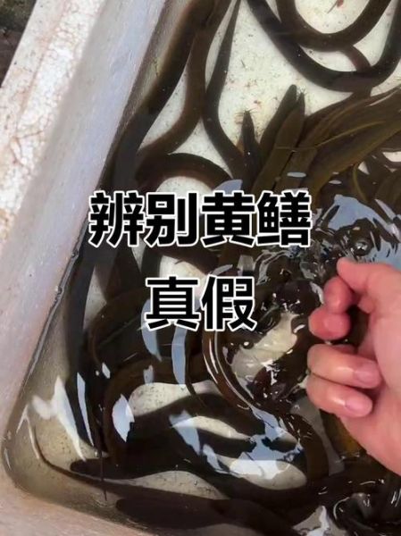 野生鳝鱼怎么分辨_野生鳝鱼图片对比-第1张图片-山城妙识