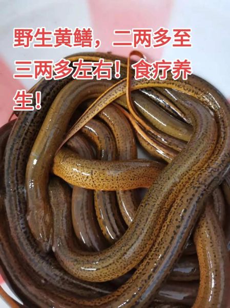 野生鳝鱼怎么分辨_野生鳝鱼图片对比-第2张图片-山城妙识