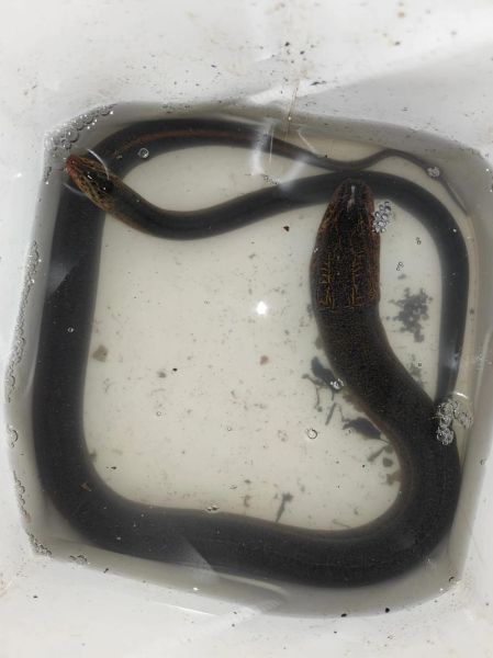 野生鳝鱼怎么分辨_野生鳝鱼图片对比-第3张图片-山城妙识