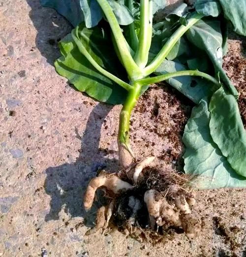 花菜病害有哪些_花菜病害防治方法-第1张图片-山城妙识 花菜病害有哪些_花菜病害防治方法-第1张图片-山城妙识