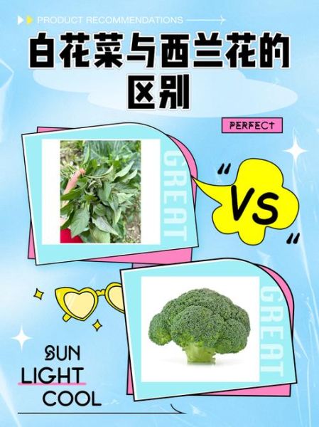 白花菜图片大全大图_白花菜和西兰花有什么区别-第1张图片-山城妙识 白花菜图片大全大图_白花菜和西兰花有什么区别-第1张图片-山城妙识