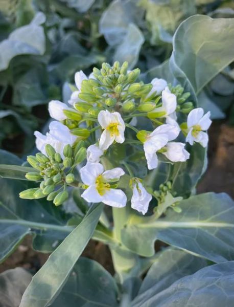 白花菜图片大全大图_白花菜和西兰花有什么区别-第2张图片-山城妙识 白花菜图片大全大图_白花菜和西兰花有什么区别-第2张图片-山城妙识