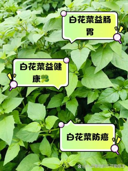 白花菜图片大全大图_白花菜和西兰花有什么区别-第3张图片-山城妙识 白花菜图片大全大图_白花菜和西兰花有什么区别-第3张图片-山城妙识