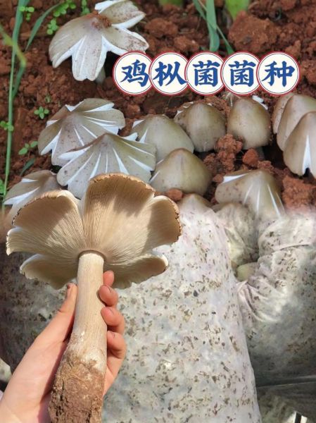 鸡枞菌怎么找_鸡枞菌长什么样-第1张图片-山城妙识