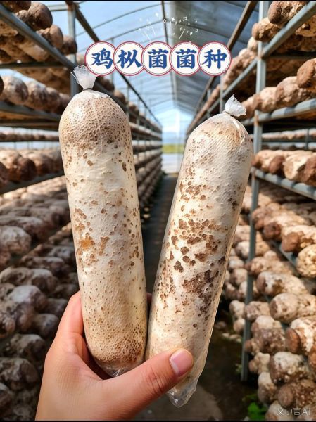 鸡枞菌怎么找_鸡枞菌长什么样-第3张图片-山城妙识