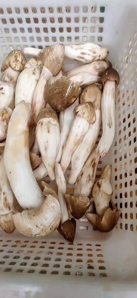 鸡枞菌怎么找_鸡枞菌长什么样-第2张图片-山城妙识