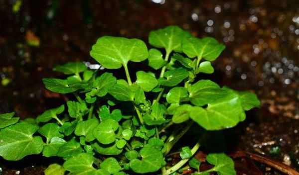 大叶碎米荠能吃吗_大叶碎米荠的功效与作用-第1张图片-山城妙识