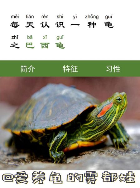巴西红耳龟怎么养_巴西红耳龟能活多久-第1张图片-山城妙识