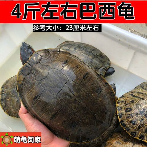 巴西红耳龟怎么养_巴西红耳龟能活多久-第2张图片-山城妙识