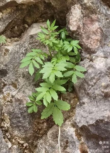 大叶碎米荠能吃吗_大叶碎米荠的功效与作用-第2张图片-山城妙识