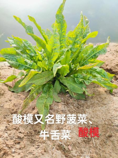 酸模长什么样_酸模图片怎么识别-第1张图片-山城妙识