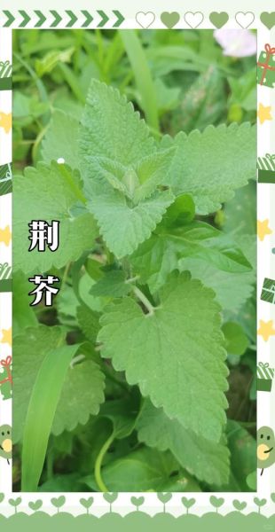 鲜荆芥吃多了有什么副作用_鲜荆芥过量食用危害-第2张图片-山城妙识