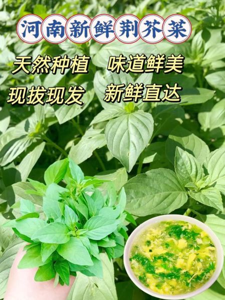鲜荆芥吃多了有什么副作用_鲜荆芥过量食用危害-第1张图片-山城妙识