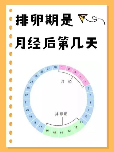 月经干净了第几天排卵_排卵期怎么算才准-第1张图片-山城妙识