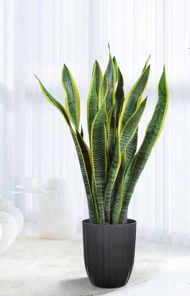 虎皮兰图片大全_虎皮兰怎么养-第3张图片-山城妙识