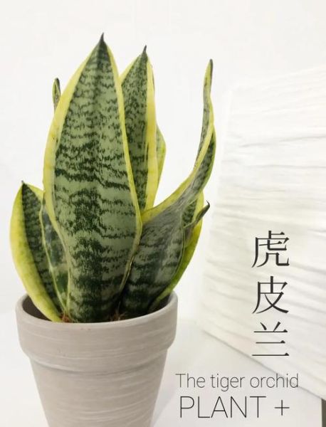 虎皮兰图片大全_虎皮兰怎么养-第2张图片-山城妙识