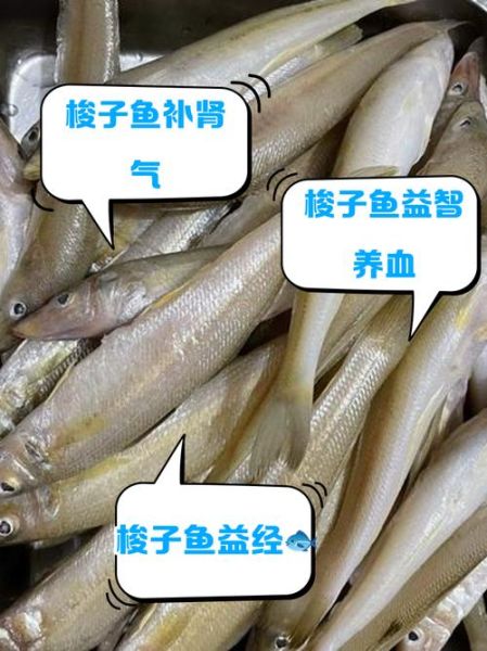 梭子鱼的营养价值_梭子鱼的功效与作用-第1张图片-山城妙识 梭子鱼的营养价值_梭子鱼的功效与作用-第1张图片-山城妙识