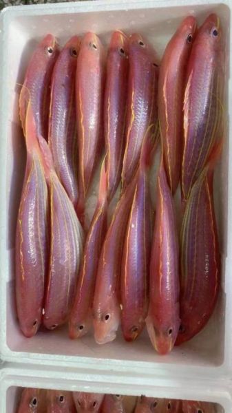 金线鱼多少钱一斤_金线鱼价格受哪些因素影响-第3张图片-山城妙识 金线鱼多少钱一斤_金线鱼价格受哪些因素影响-第3张图片-山城妙识