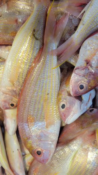 金线鱼多少钱一斤_金线鱼价格受哪些因素影响-第2张图片-山城妙识 金线鱼多少钱一斤_金线鱼价格受哪些因素影响-第2张图片-山城妙识