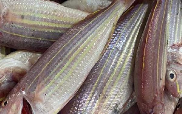 金线鱼多少钱一斤_金线鱼价格受哪些因素影响-第1张图片-山城妙识 金线鱼多少钱一斤_金线鱼价格受哪些因素影响-第1张图片-山城妙识