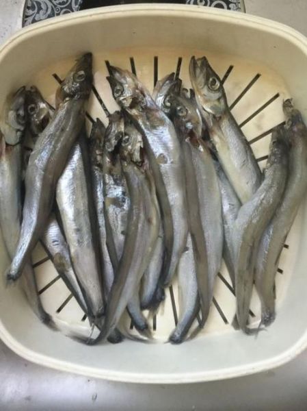 多春鱼怎么去内脏_多春鱼清理内脏技巧-第2张图片-山城妙识