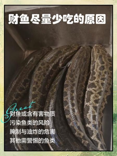 财鱼图片_如何分辨野生与养殖-第2张图片-山城妙识 财鱼图片_如何分辨野生与养殖-第2张图片-山城妙识