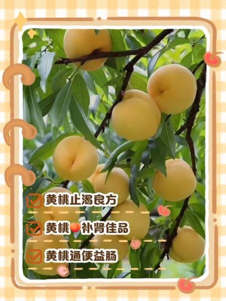 女人吃黄桃有什么好处_黄桃对女性的功效与作用-第1张图片-山城妙识