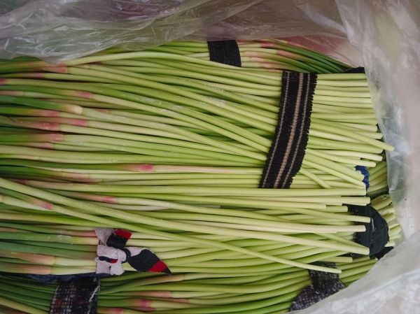 蒜苔图片大全_蒜苔怎么挑选才新鲜-第3张图片-山城妙识