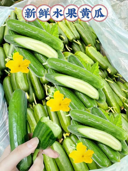 水果黄瓜和普通黄瓜的区别_水果黄瓜怎么吃最好-第2张图片-山城妙识 水果黄瓜和普通黄瓜的区别_水果黄瓜怎么吃最好-第2张图片-山城妙识