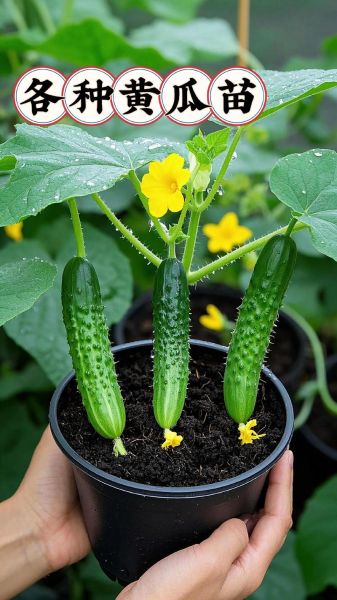 水果黄瓜和普通黄瓜的区别_水果黄瓜怎么吃最好-第3张图片-山城妙识 水果黄瓜和普通黄瓜的区别_水果黄瓜怎么吃最好-第3张图片-山城妙识