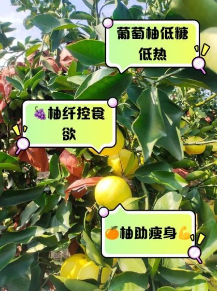 葡萄柚热量高吗_葡萄柚怎么吃减肥-第1张图片-山城妙识