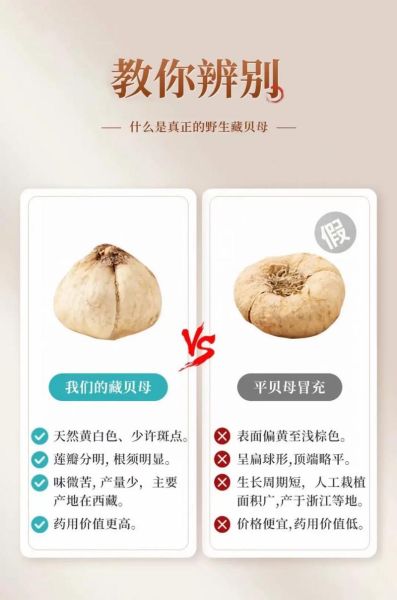 藏贝母图片真假鉴别_藏贝母图片高清细节-第1张图片-山城妙识