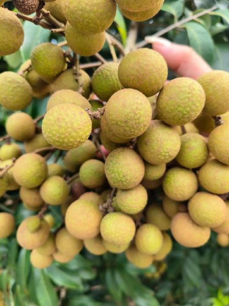 龙眼几月份成熟_龙眼什么时候上市-第2张图片-山城妙识