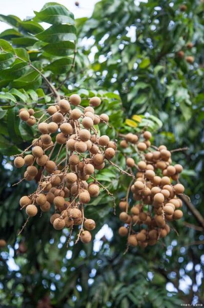 龙眼几月份成熟_龙眼什么时候上市-第3张图片-山城妙识