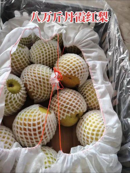 丹霞红梨图片_丹霞红梨成熟时间-第2张图片-山城妙识