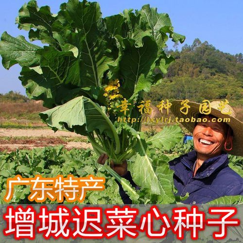 甜菜图片种类有哪些_如何区分不同品种-第2张图片-山城妙识