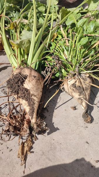 甜菜图片种类有哪些_如何区分不同品种-第1张图片-山城妙识