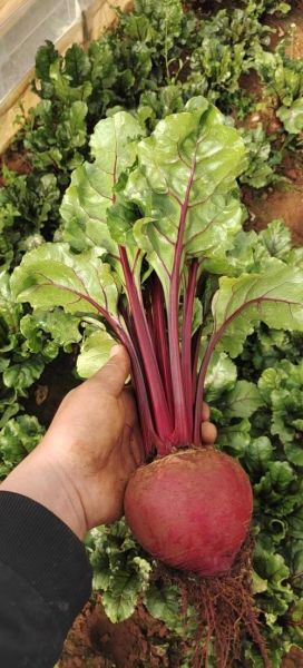 红菜头的副作用_红菜头吃多了会怎样-第3张图片-山城妙识 红菜头的副作用_红菜头吃多了会怎样-第3张图片-山城妙识