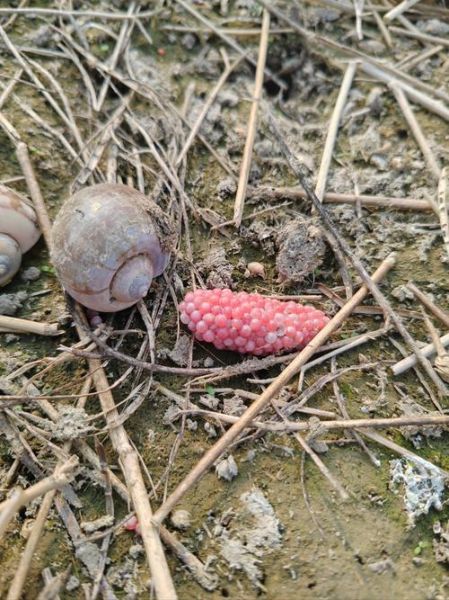 福寿螺卵可以用手摸吗_福寿螺卵有毒吗-第1张图片-山城妙识 福寿螺卵可以用手摸吗_福寿螺卵有毒吗-第1张图片-山城妙识