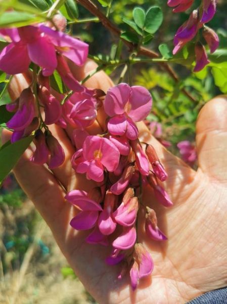 红色的槐花能吃吗_红色槐花食用安全吗-第1张图片-山城妙识
