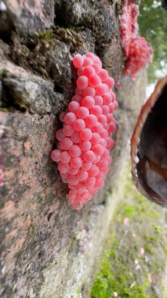 福寿螺卵可以用手摸吗_福寿螺卵有毒吗-第3张图片-山城妙识 福寿螺卵可以用手摸吗_福寿螺卵有毒吗-第3张图片-山城妙识