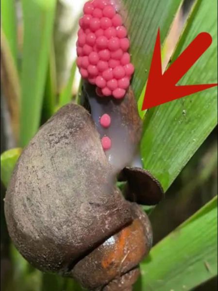 福寿螺卵可以用手摸吗_福寿螺卵有毒吗-第2张图片-山城妙识 福寿螺卵可以用手摸吗_福寿螺卵有毒吗-第2张图片-山城妙识