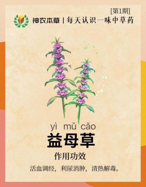 益母草的正确使用方法_益母草什么时候喝最好-第2张图片-山城妙识