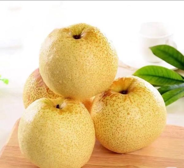 贡梨的功效与作用_贡梨怎么吃润肺止咳-第2张图片-山城妙识 贡梨的功效与作用_贡梨怎么吃润肺止咳-第2张图片-山城妙识