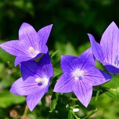 狗宝咸菜是什么药材_狗宝咸菜的功效与作用-第3张图片-山城妙识