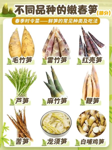 笋有多少种_常见竹笋品种大全-第1张图片-山城妙识