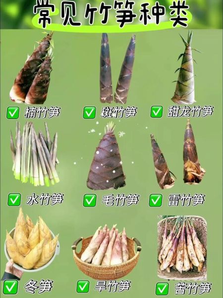 笋有多少种_常见竹笋品种大全-第2张图片-山城妙识